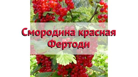 Смородина красная Фертоди 🌿 Обзор: посадка и уход. крупномеры смородины ...