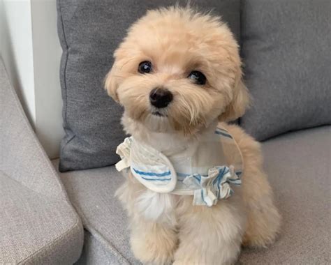 主人给狗子买了件羽绒服没想到超合身 宠界新闻
