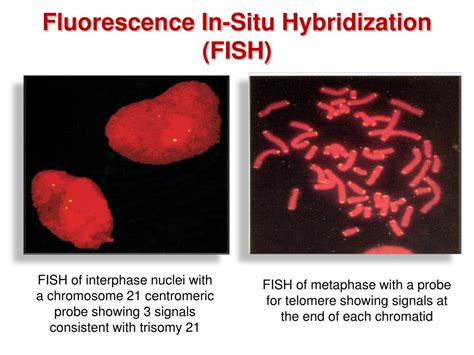 4c Fluorescent In Situ Hybridization Fish The Human