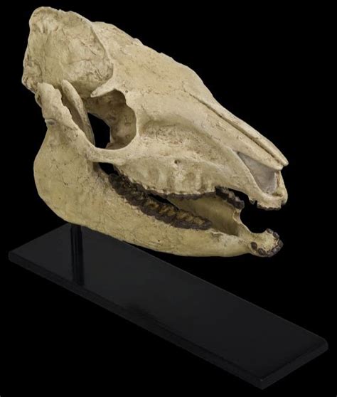 Mesohippus Sp Skull Black Hills Institute