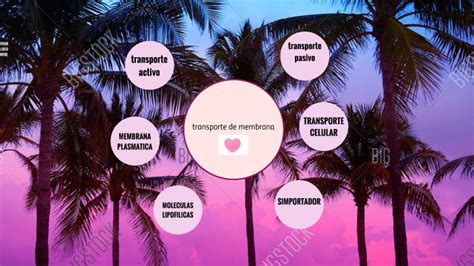DIVERSIDAD FUNCIONAL By Isabella Navarro Grecco On Prezi