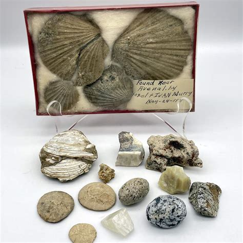 Lot 255 Fossilized Seashells And Other Fun Beach Finds Slocal