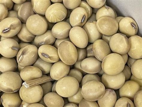 Color Variation Could Cause Soybean Grading Issues For Export R Farming