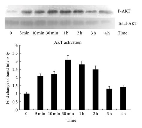 Western Blotting Analysis Of Phosphorylated Akt In Cells Treated With
