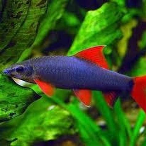 Gradimir Mitic Youtube