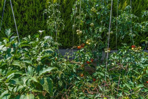 Watering Eggplants Facts On How Much And How Often