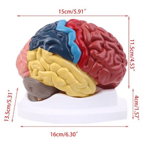Jual Won Life Size Human Brain Functional Area Model Anatomy For