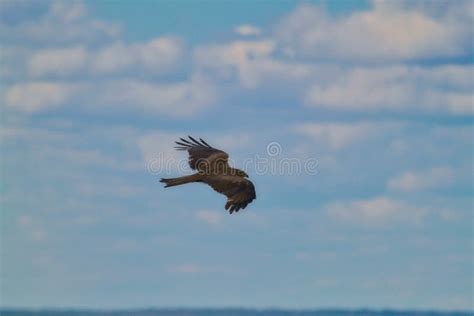 Photography Bird Of Prey Eagle Close Up Flying On A Low Level Flight