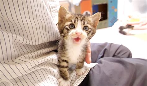 「そろそろご飯じゃないの？」と大騒ぎし始めた子猫の猛アピールが凄かった♡ エウレカねこ部