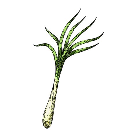 Premium Vector Plant Lemongrass Sketch Hand Drawn Vector