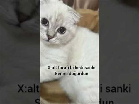 evet ben doğurdum kedivideoları YouTube