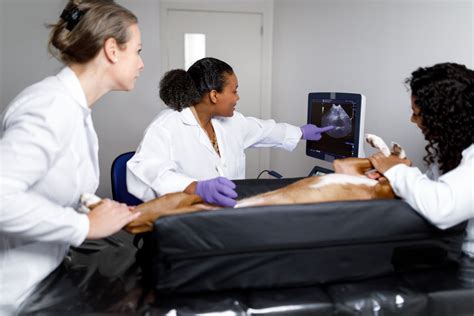 Imaging Services Antech Diagnostics