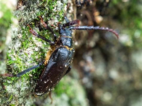 Longhorn Beetles In The Landscape