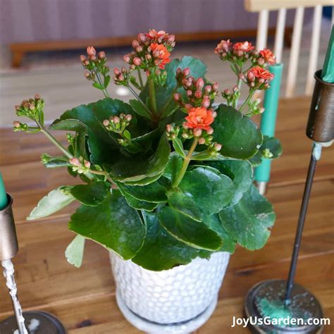 Kalanchoe Blossfeldiana