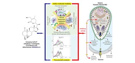 Journal Of Biomolecular Structure And Dynamics Vol 42 No 1