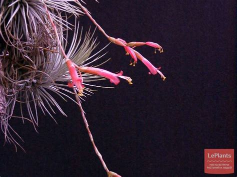 Тилландсия серебристая (Tillandsia argentea) — описание, выращивание ...