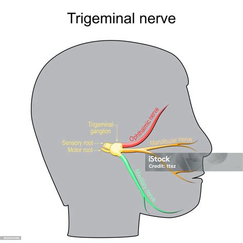 Trigeminal Neuralgia Cranial Nerve向量圖形及更多trigeminal Nerve圖片