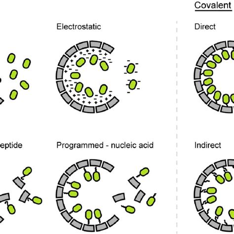 Cargo Protein Capsid Protein Interactions Used To Direct The Download Scientific Diagram