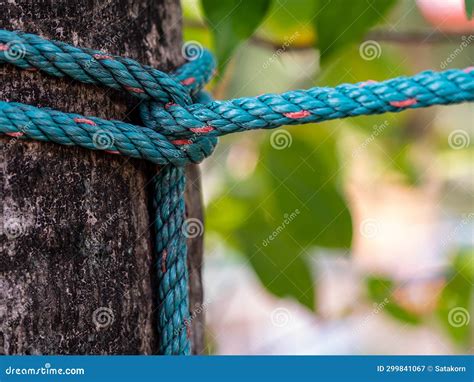 The Nylon Rope Was Tightly Tied On The Big Tree Stock Image Image Of