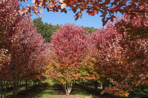 Climate Trees Specials Range Ebben Nurseries
