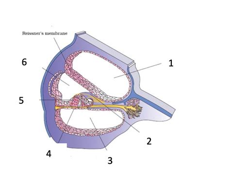 Cn Viii Vestibulocochlear Nerve Diagram Quizlet