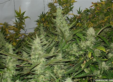 Scrog Pics 420 Magazine