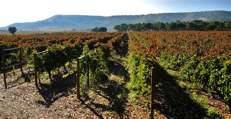 El Regalo Viñedo Singular naturally exceptional vineyards of Izadi
