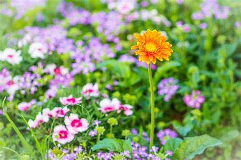 아름 다운 오렌지 하이브리드 Barberton 또는 Gerbera 데이지 꽃 화 단에 거 베라 Jamesonii 일컬어