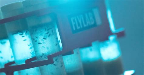 Tiny Fruit Flies May Have A Big Impact On Neurological Disease