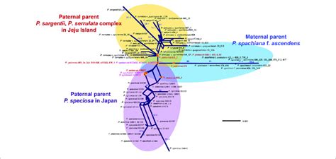 A Neighbor Net Split Graph Obtained Based On Four Concatenated Roscos