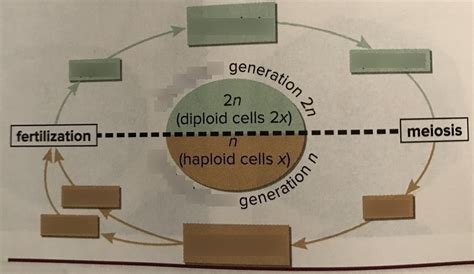 Botany Fig 12 6 Diagram Quizlet
