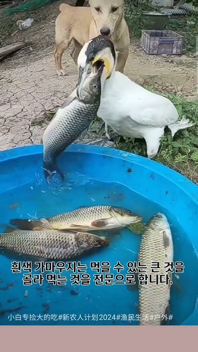 흰색 가마우지는 먹을 수 있는 큰 것을 골라 먹는 것을 전문으로 합니다 Youtube