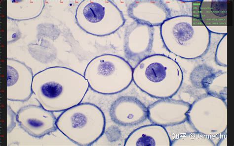 显微观察 终于入手了生物显微镜一起看看评价一下这效果如何 知乎