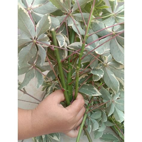 Jual Bahan Bonsai Randu Varigata Entres 30 Cm Bahan Okulasi Shopee