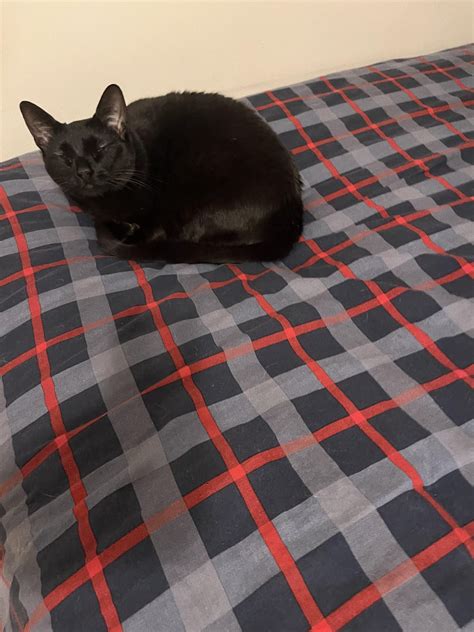 Very Eepy Kitty R Oneblackbraincell