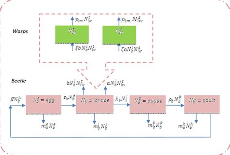 Population Dynamics Schematic For Wasp Beetle Interaction Model
