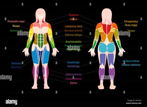 Female Back Muscles Chart Muscles Chart Description Muscular Body