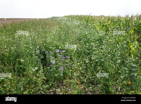 Wildflower Margin With Flowering Plants To Attract Insects And Wildlife