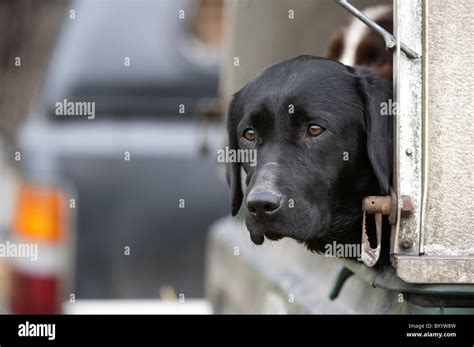 Labrador Retriever In The Back Of A Vehicle On A Shoot Day Stock Photo Alamy