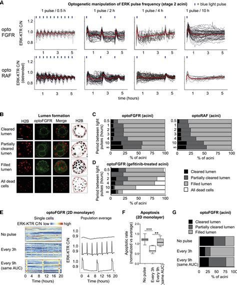 Spatiotemporal Control Of Erk Pulse Frequency Coordinates Fate Decisions During Mammary Acinar