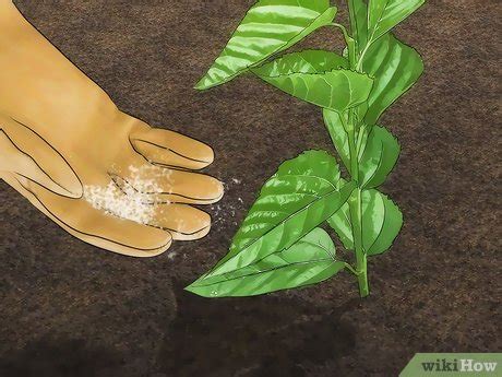 3 Ways To Care For A Mulberry Tree WikiHow Life