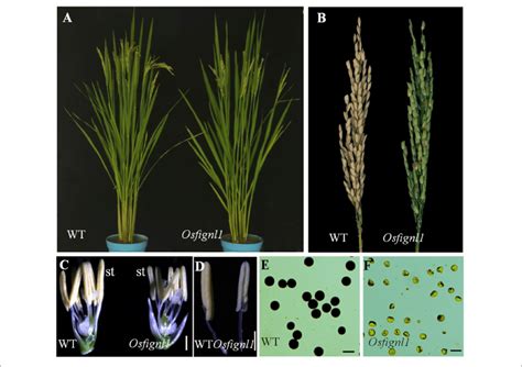 Phenotype Comparisons Between The Wild Type Wt And The Osfignl1 Download Scientific Diagram