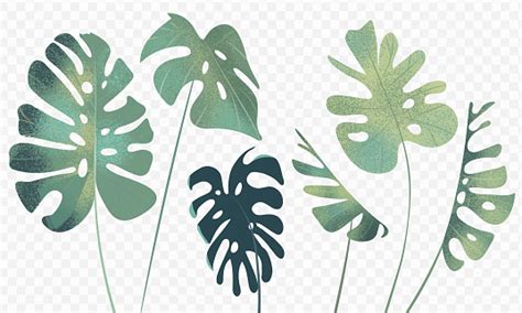 투명한 배경에 있는 Monstera Deliciosa 식물의 다른 녹색 잎의 벡터 세트입니다 0명에 대한 스톡 벡터 아트 및