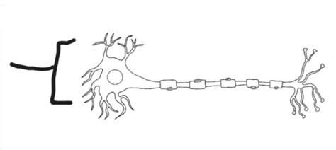 neuron structure flashcards flashcards quizlet