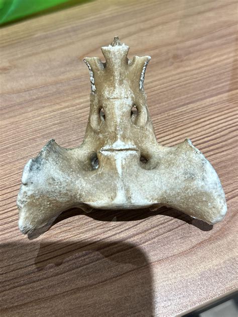 Help Iding Beach Bone From Scottish Highlands R Bonecollecting