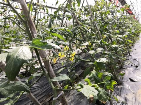 云端种菜？疫情下农业正面临大洗牌，1万多年的种菜模式将消失？ 长江蔬菜