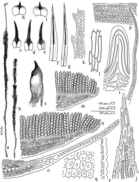 Polytrichum Angustifolium A Female Gametophyte B Male Gametophyte