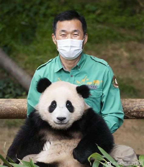 旅韓大熊貓福寶明年返中 網喊：留在南韓當財閥小公主 動物星球 生活 聯合新聞網