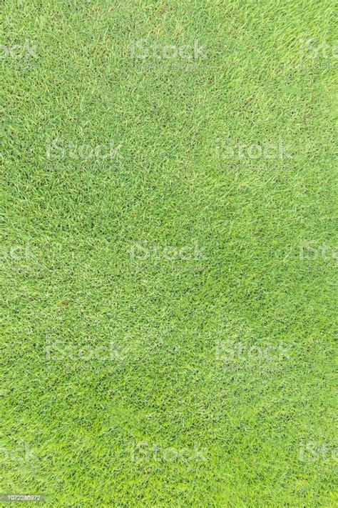 Natural Grass Texture Pattern Background Golf Course Turf Lawn From Top