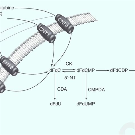 Gemcitabine A Nucleoside Analog And The Steps Required For